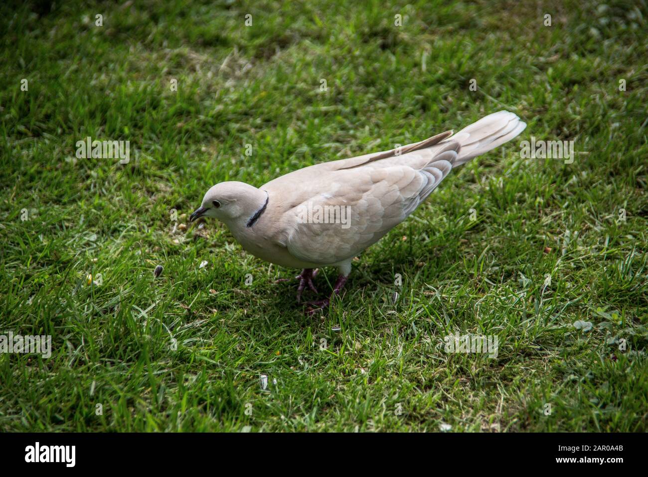 Laughing Pigeon High Resolution Stock Photography and Images - Alamy