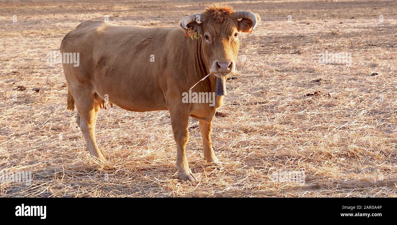 Cattle - single brown cow on a field Stock Photo - Alamy