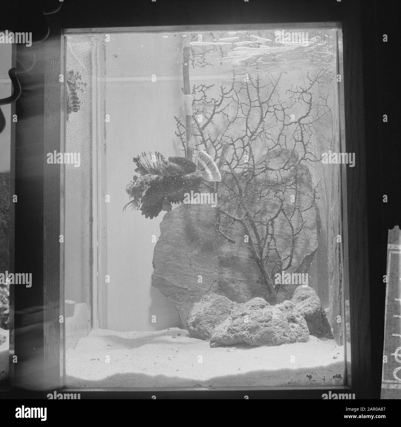 Toxic fish in the world in Artis, de Devil Fish Date: 1 February 1963 ...