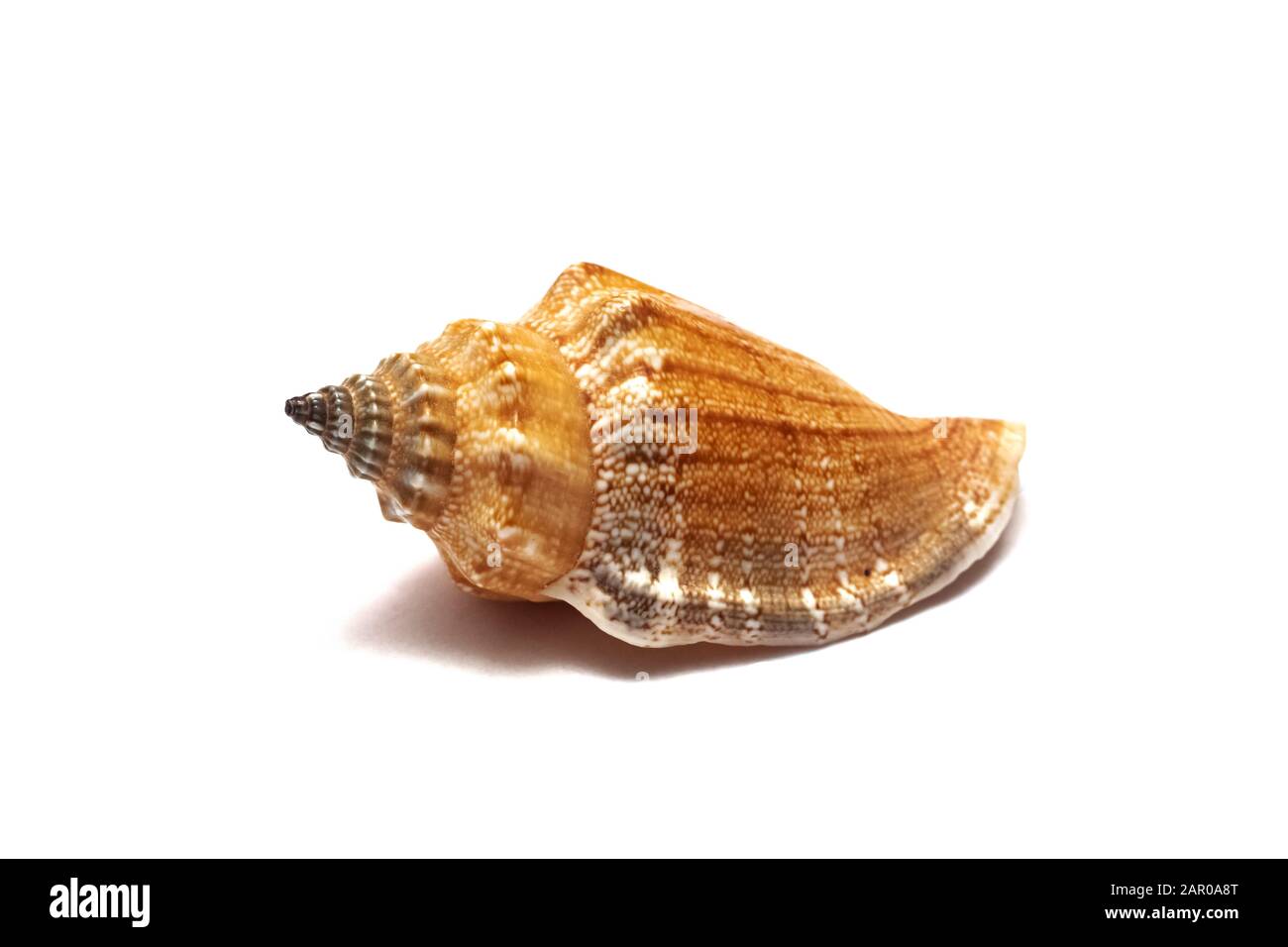 Yellow sea shell isolated on white background Stock Photo - Alamy