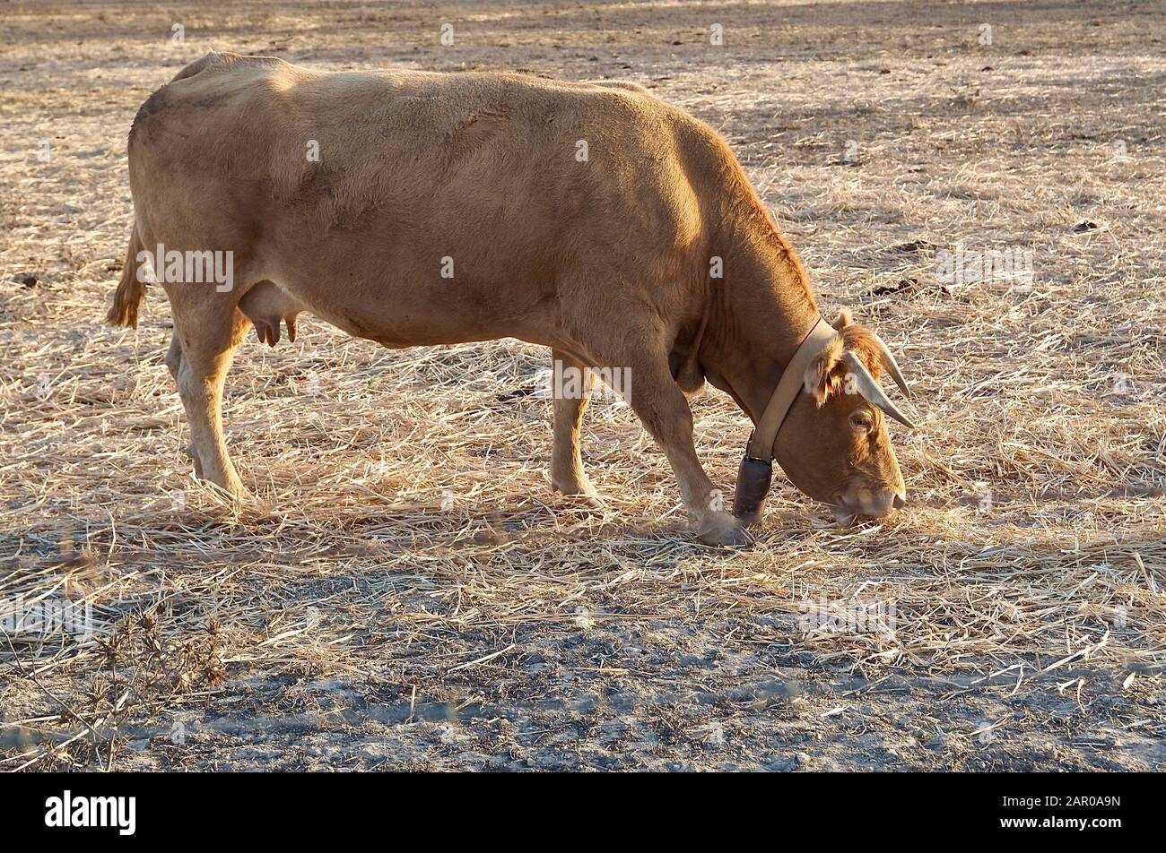 Cattle - single brown cow on a field Stock Photo - Alamy