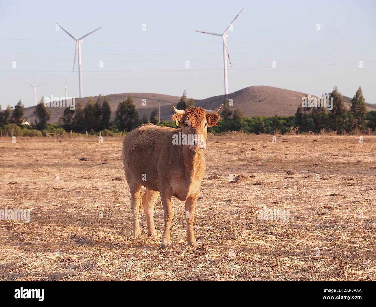 Cattle - single brown cow on a field Stock Photo - Alamy