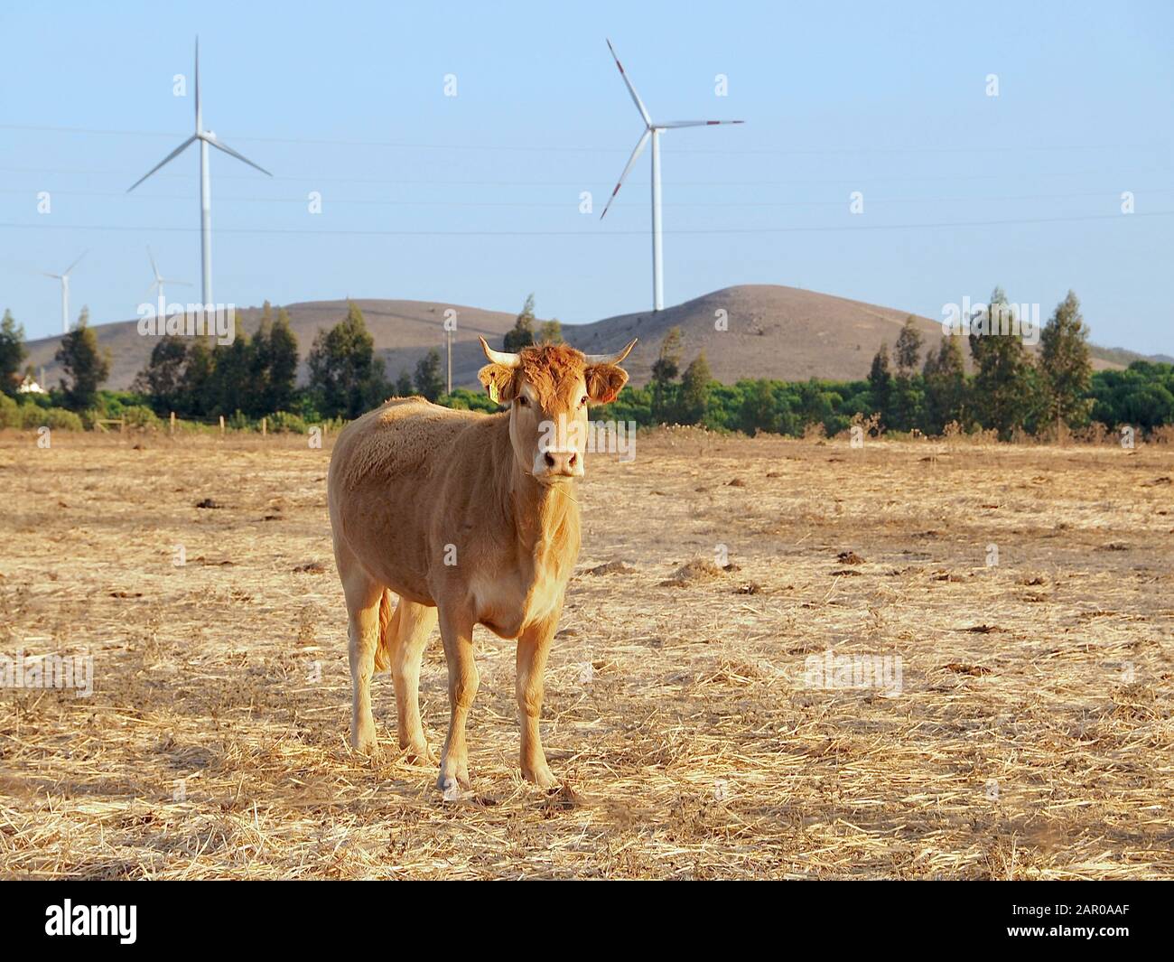 Cow on the field hi-res stock photography and images - Alamy
