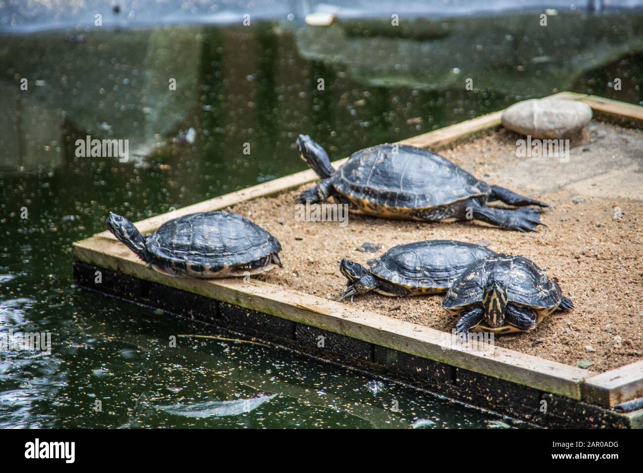 Swamp turtle by the water Stock Photo - Alamy