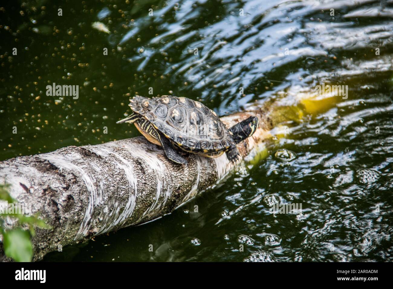 Swamp turtle by the water Stock Photo - Alamy