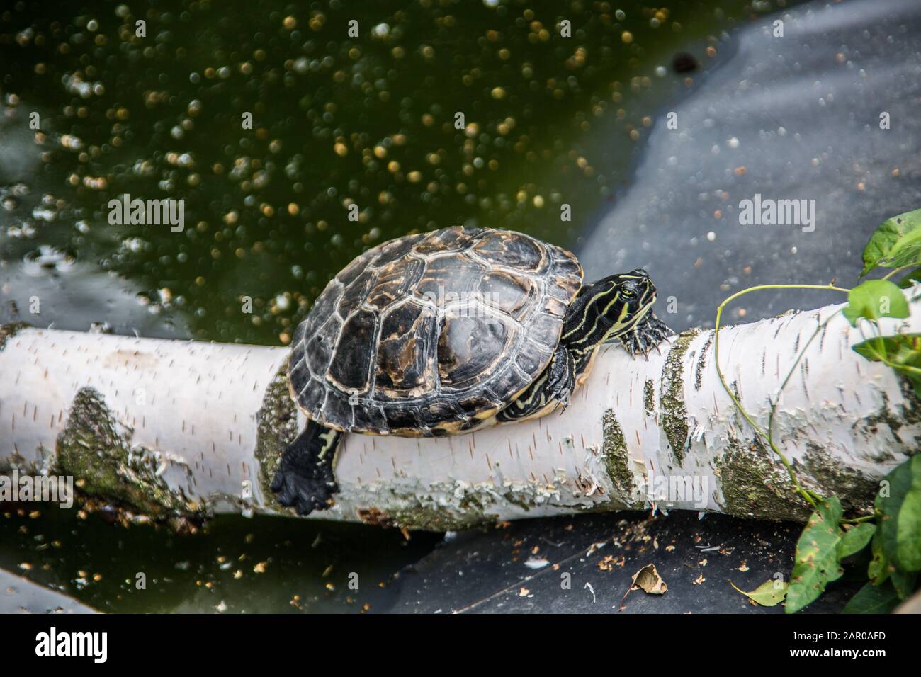 Swamp turtle by the water Stock Photo - Alamy