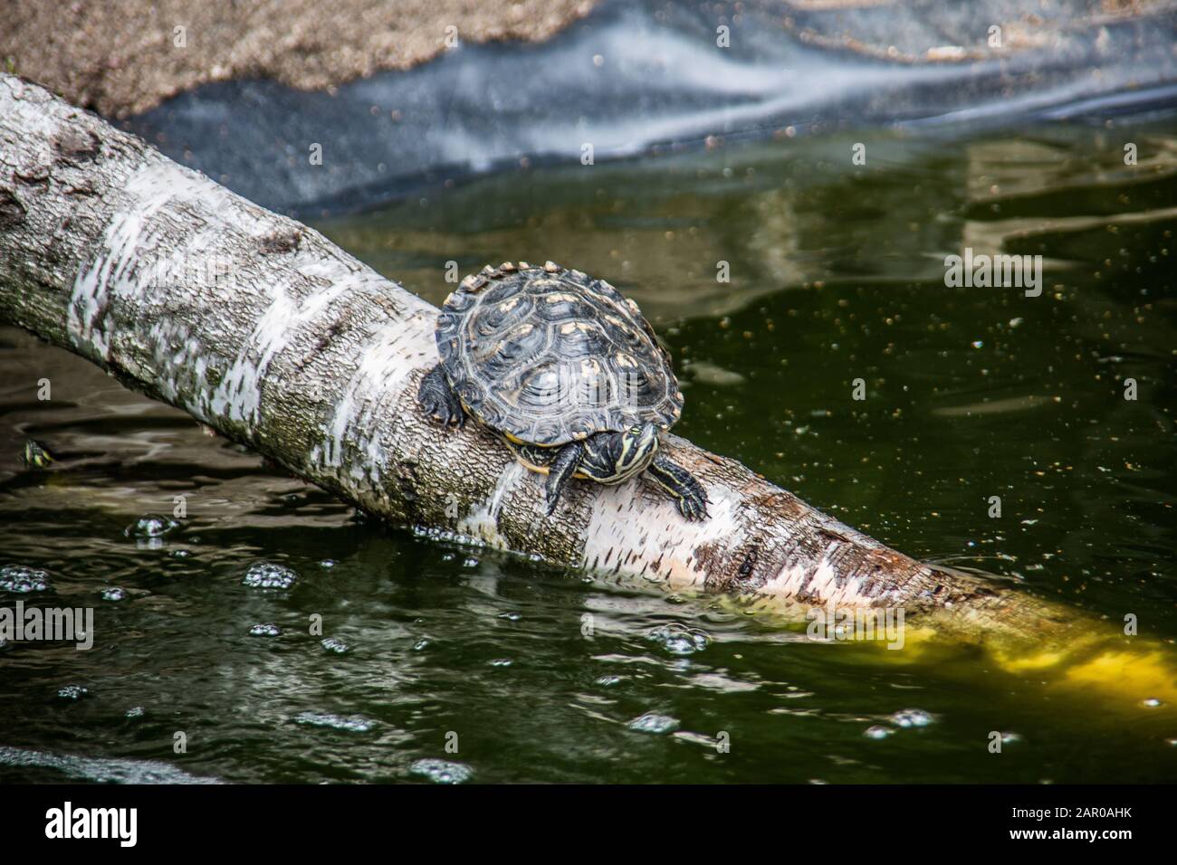 Swamp turtle by the water Stock Photo - Alamy