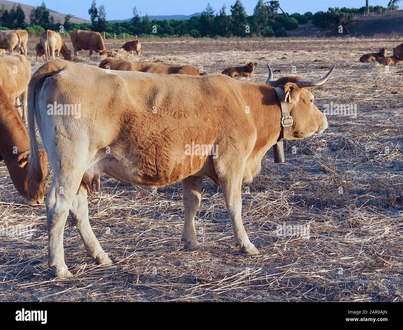 Cow bell funny face hi-res stock photography and images - Alamy