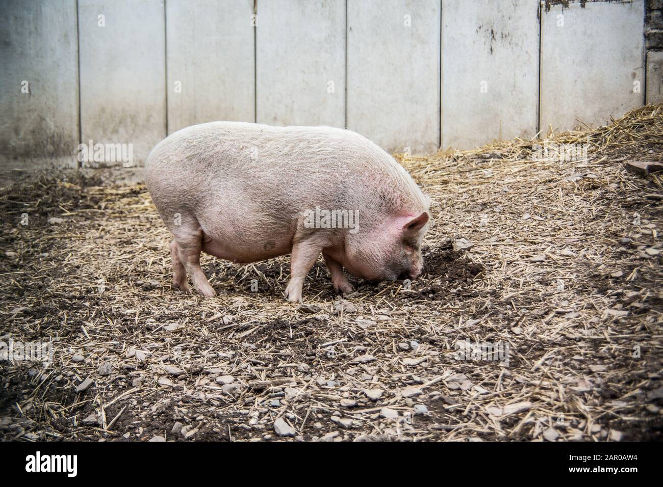 Pink domestic pig hi-res stock photography and images - Alamy