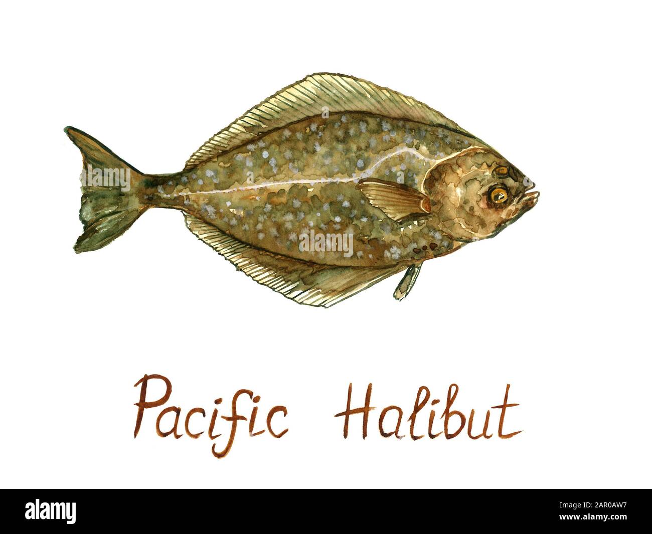 Pacific Halibut (Hippoglossus stenolepis), hand painted watercolor ...
