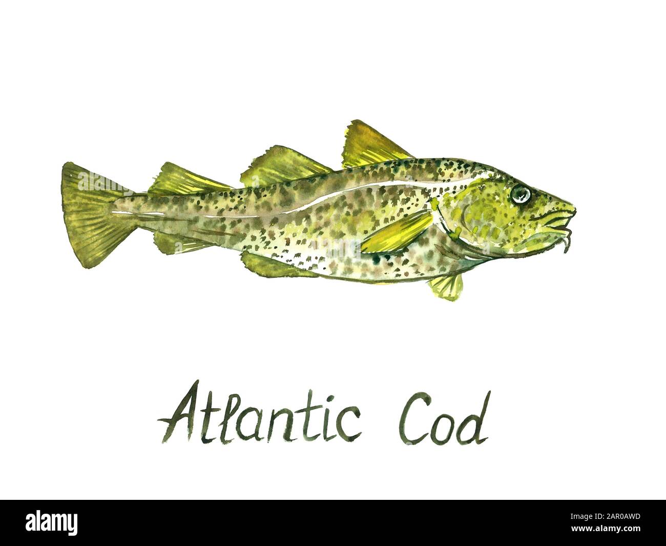 Atlantic cod drawing hi-res stock photography and images - Alamy