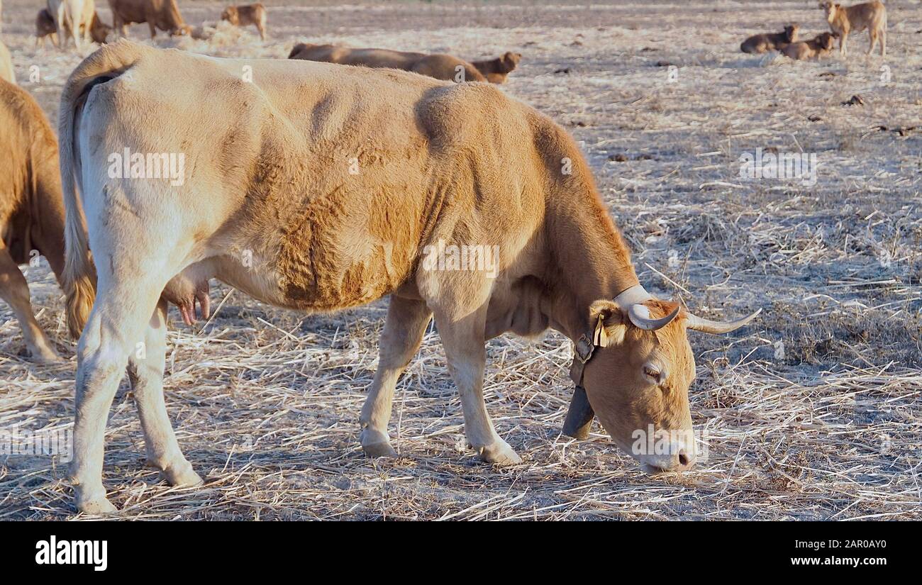 Cattle - Brown cows with calves on a field Stock Photo - Alamy