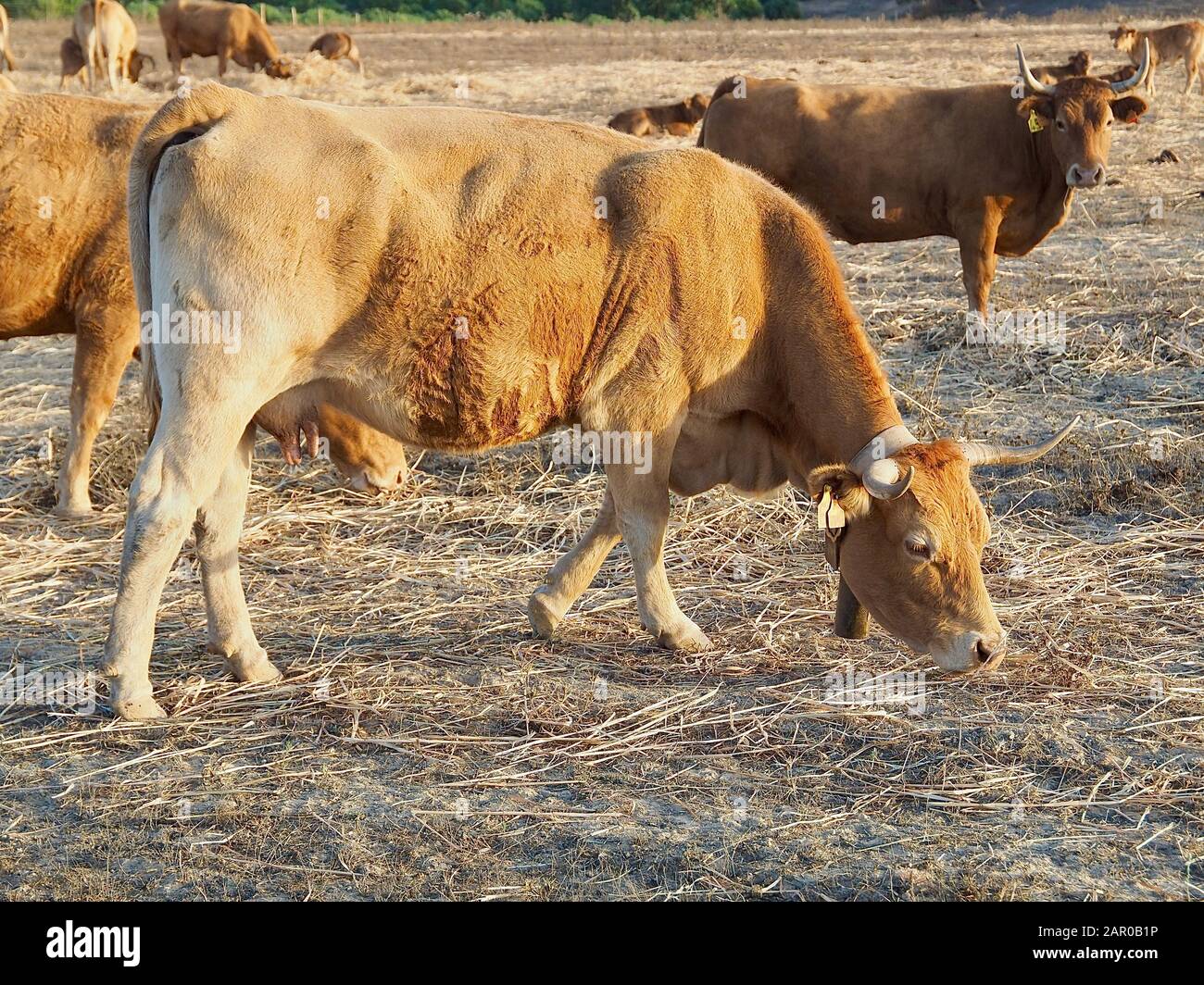 Cattle - Brown cows with calves on a field Stock Photo - Alamy