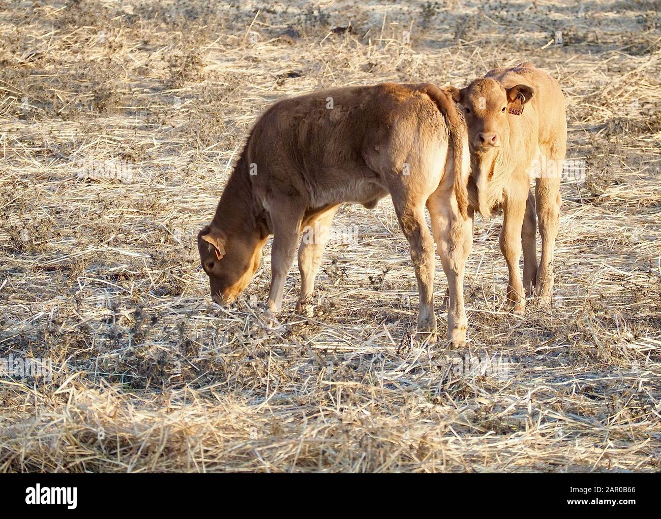 Cattle - cute newborn cow calves on a field Stock Photo - Alamy