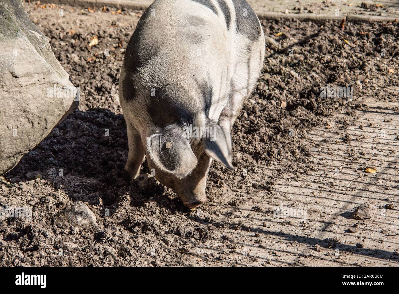 Domestic pig in the mud Stock Photo - Alamy