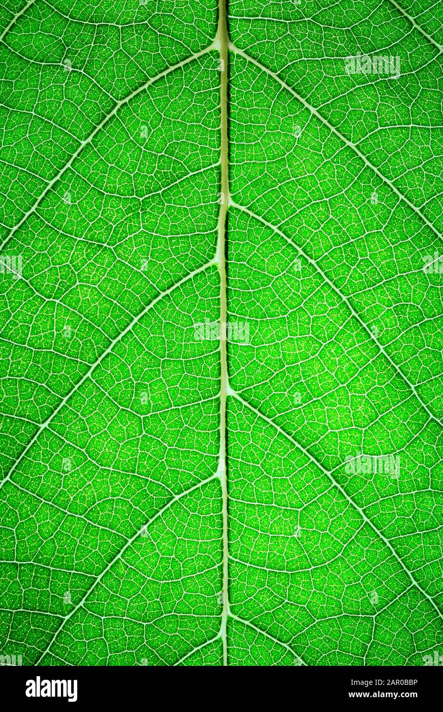Green leaves background. Leaf of a plant close up. Pattern of growing ...