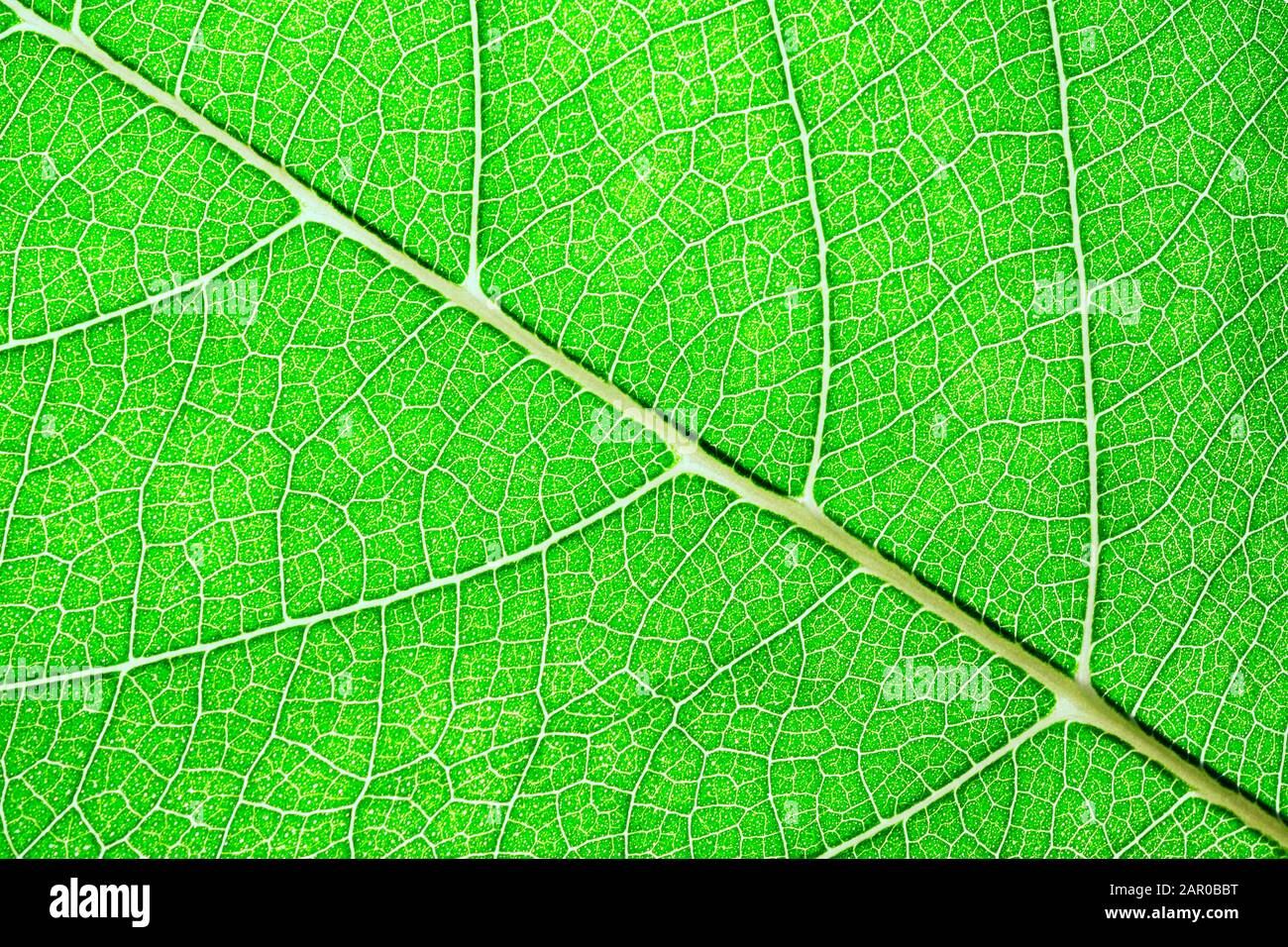 Green leaves background. Leaf of a plant close up. Pattern of growing ...