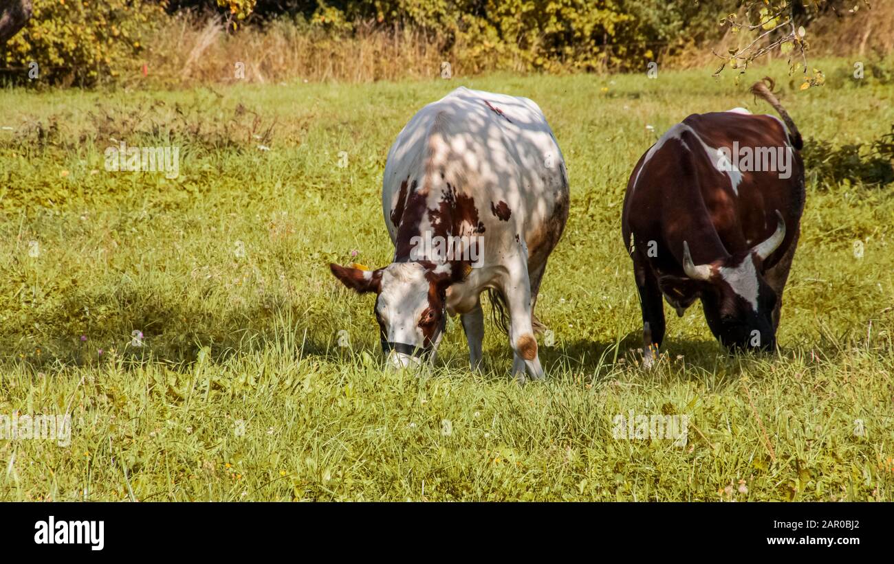 Spotted cows grazes in a green meadow Stock Photo - Alamy