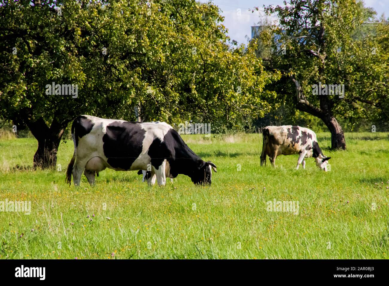 Cow grazes in spring meadow hi-res stock photography and images - Alamy