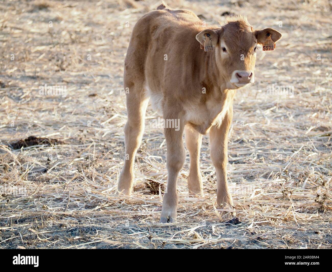 Newborn cow hi-res stock photography and images - Alamy