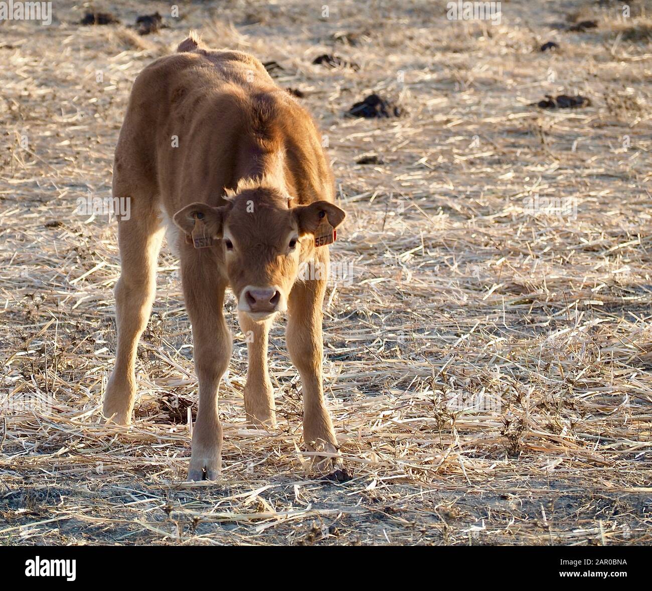 Cattle - cute newborn cow calf on a field Stock Photo - Alamy