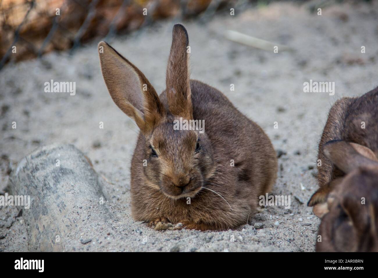Bunnies in the field Stock Photo - Alamy