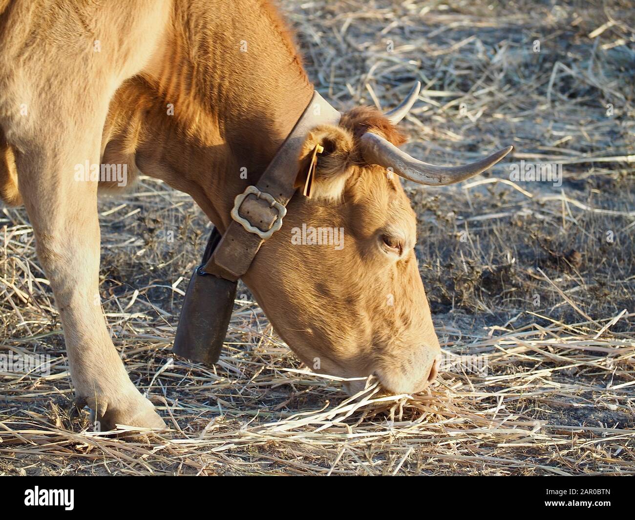 Cattle - single brown cow on a field Stock Photo - Alamy