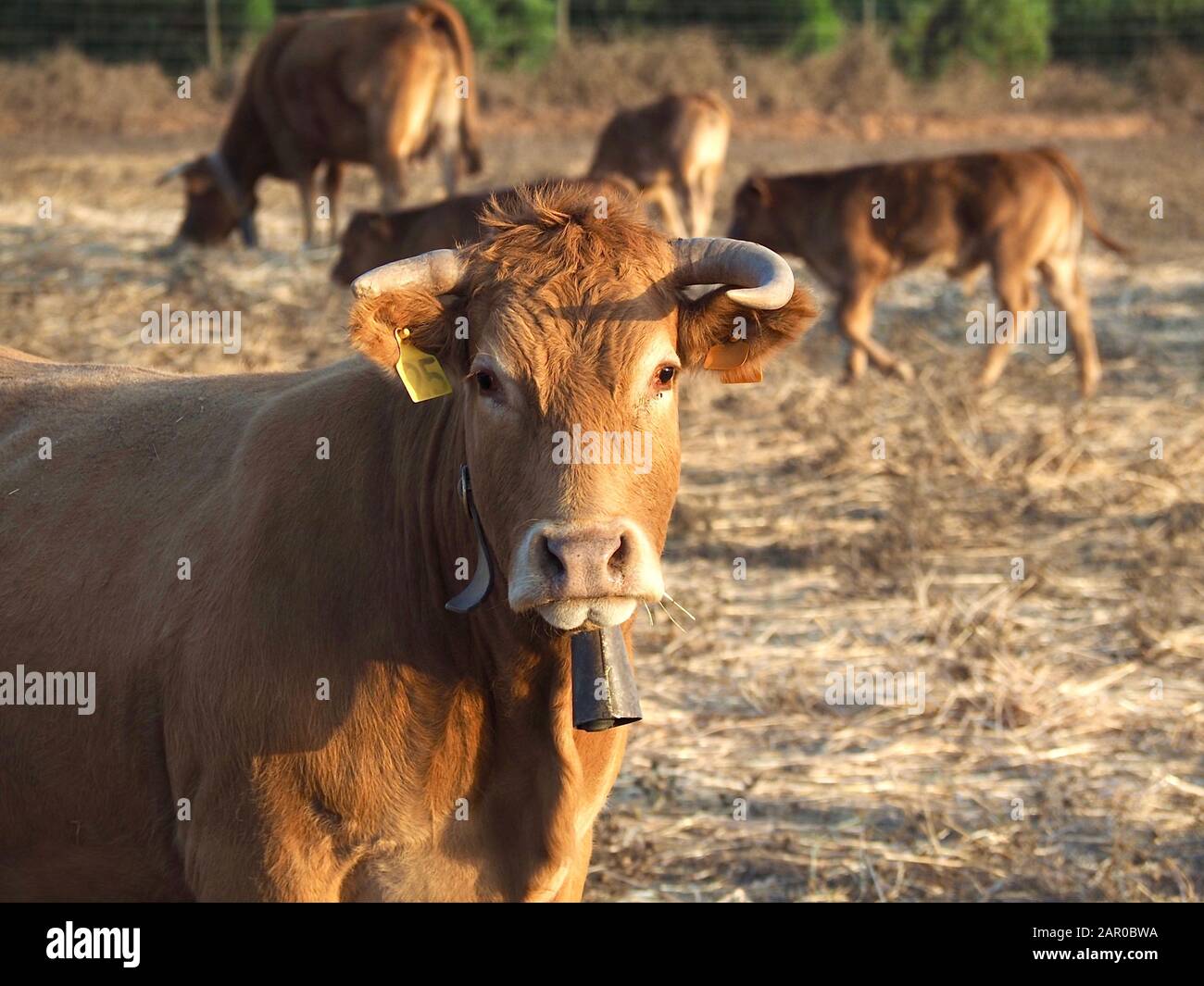 Cattle - Brown cows with calves on a field Stock Photo - Alamy