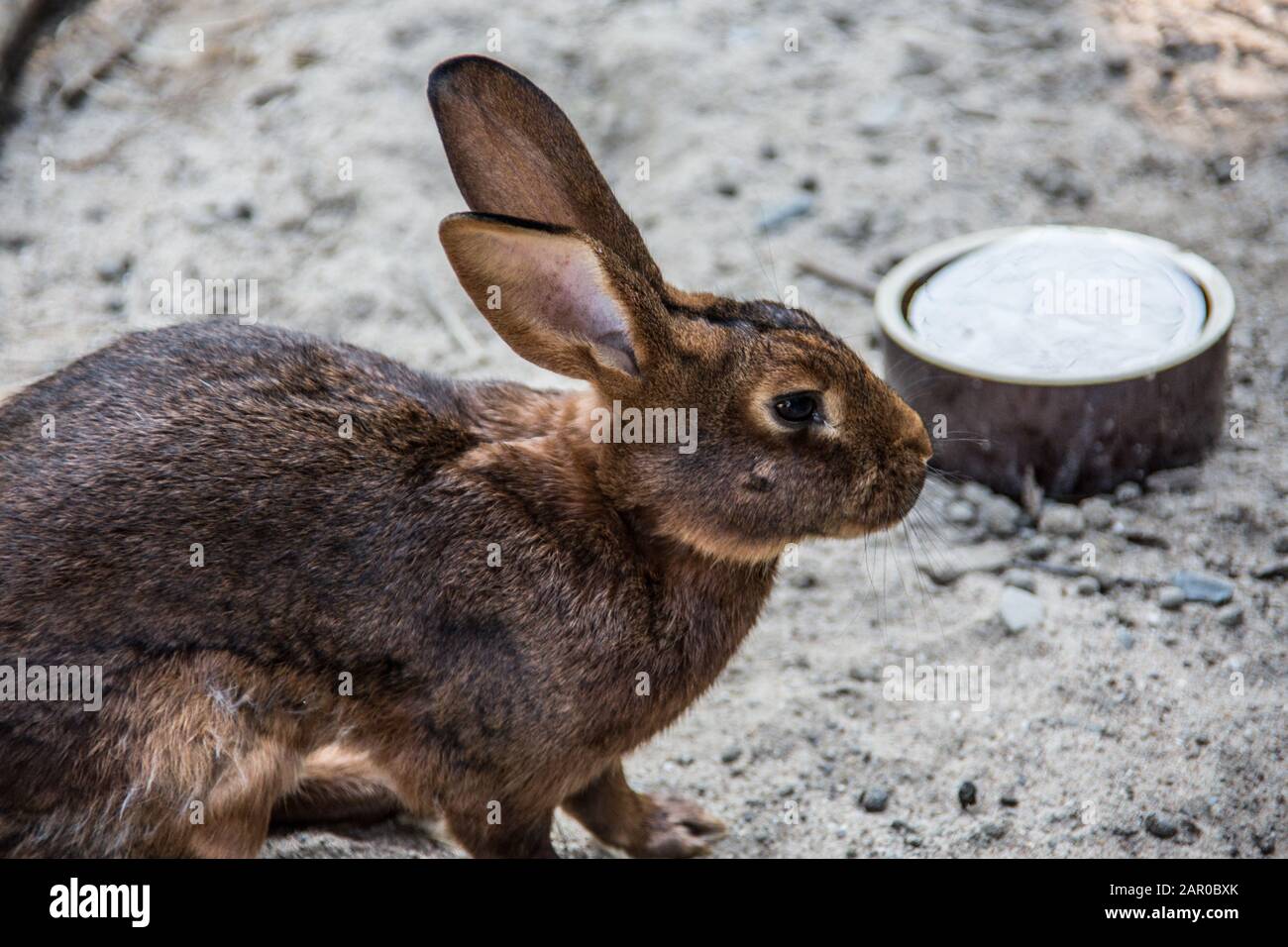 Bunnies in the field Stock Photo - Alamy