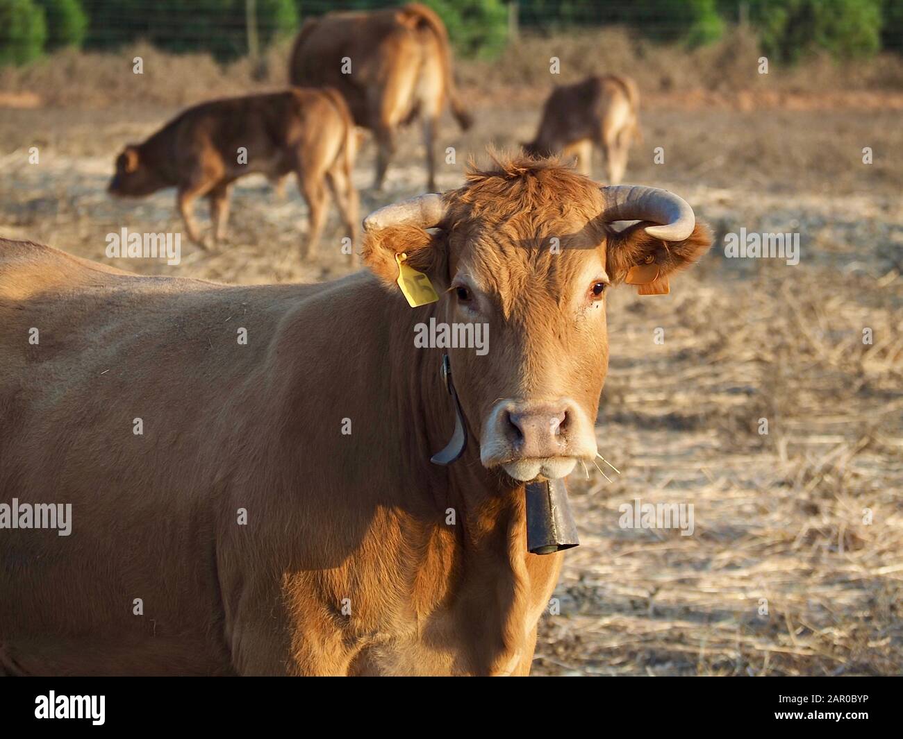 Cattle brown cows hi-res stock photography and images - Alamy