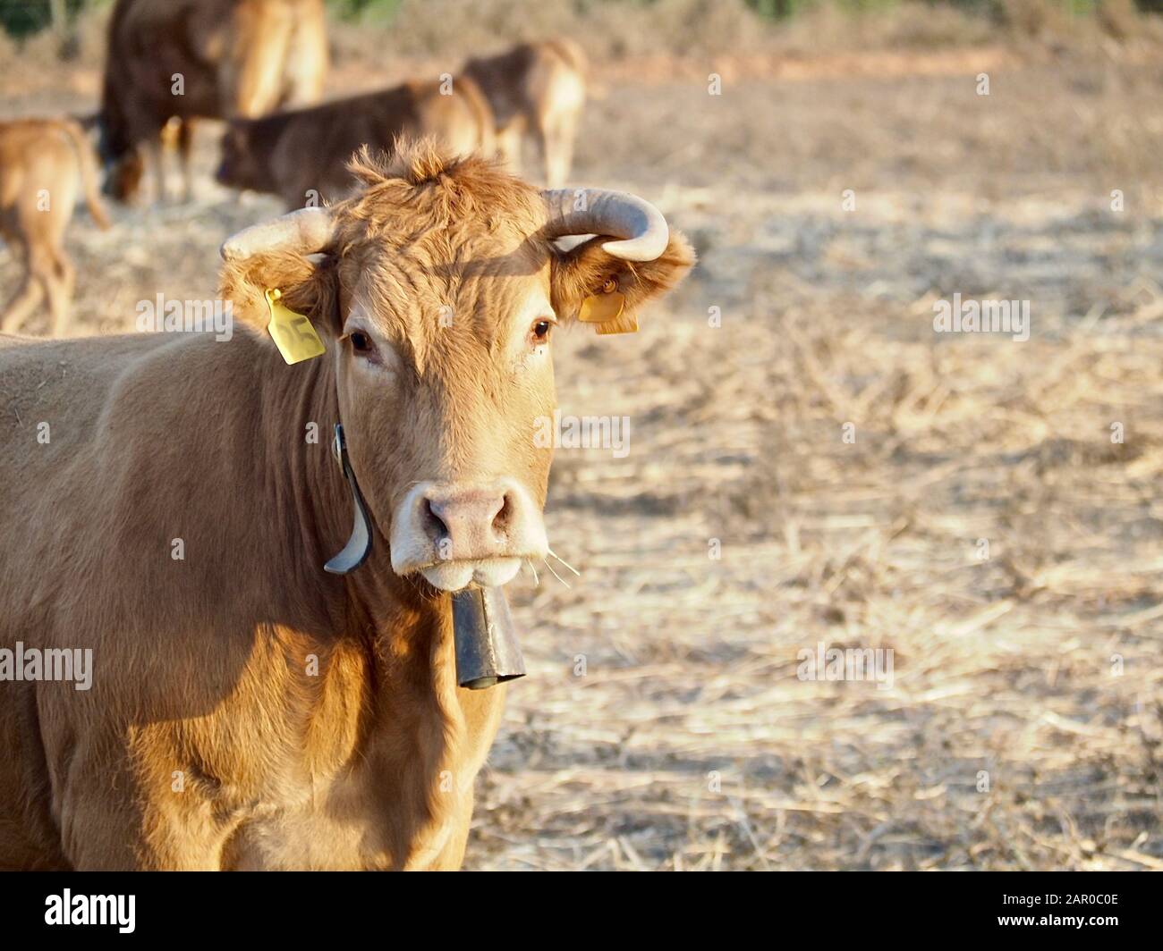 Cattle - Brown cows with calves on a field Stock Photo - Alamy