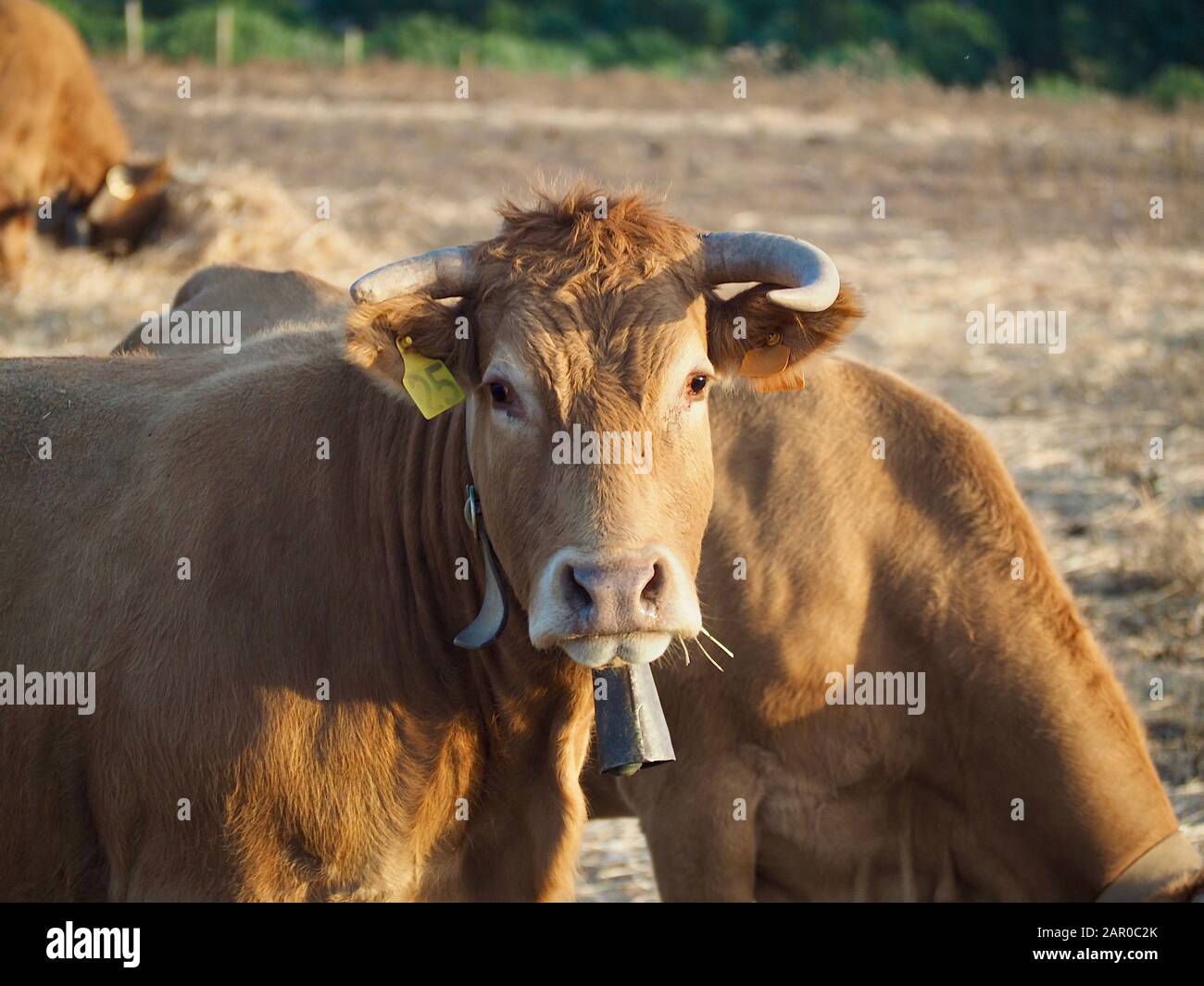Cattle - Brown cow with bell on a field Stock Photo - Alamy
