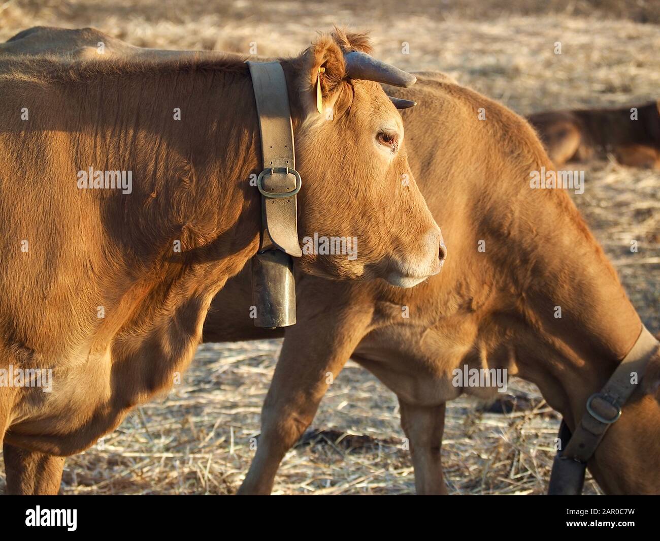 Cow bell funny face hi-res stock photography and images - Alamy