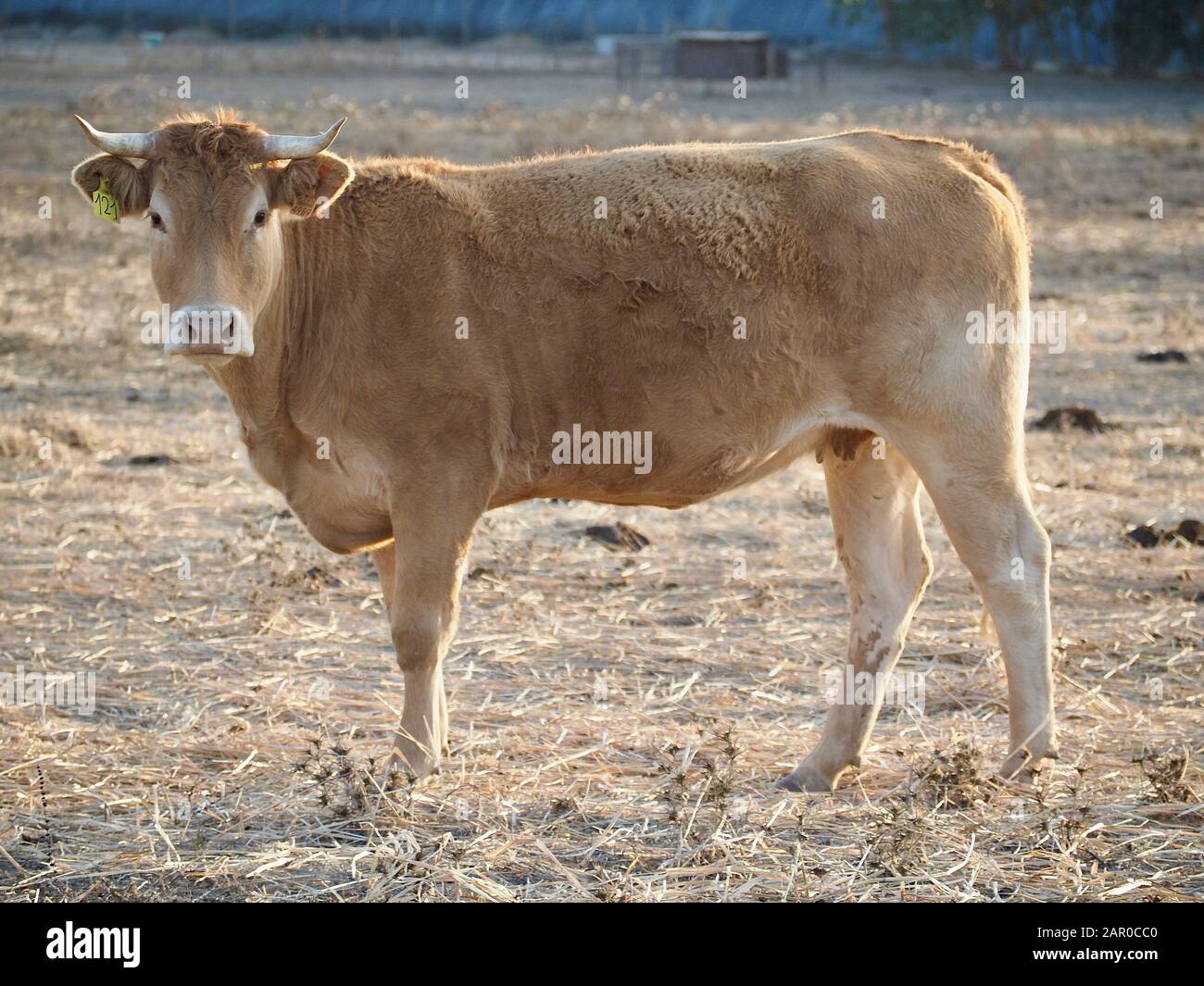Cattle - single brown cow on a field Stock Photo - Alamy