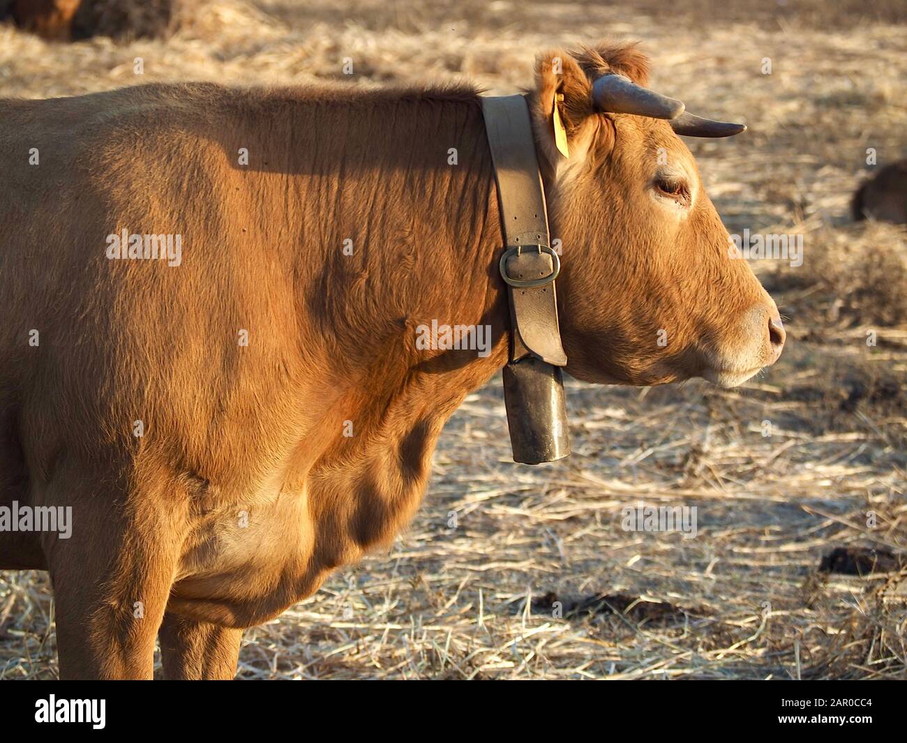 Cattle - single brown cow on a field Stock Photo - Alamy