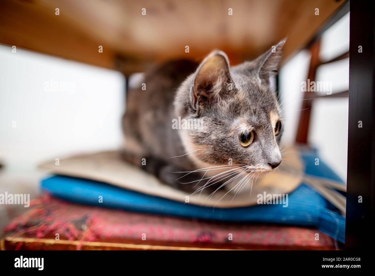 Hiding under table hi-res stock photography and images - Alamy