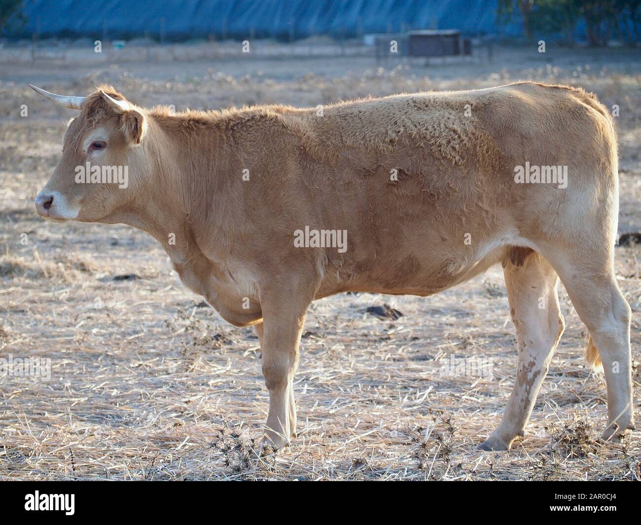 Close up brown cow calf hi-res stock photography and images - Alamy