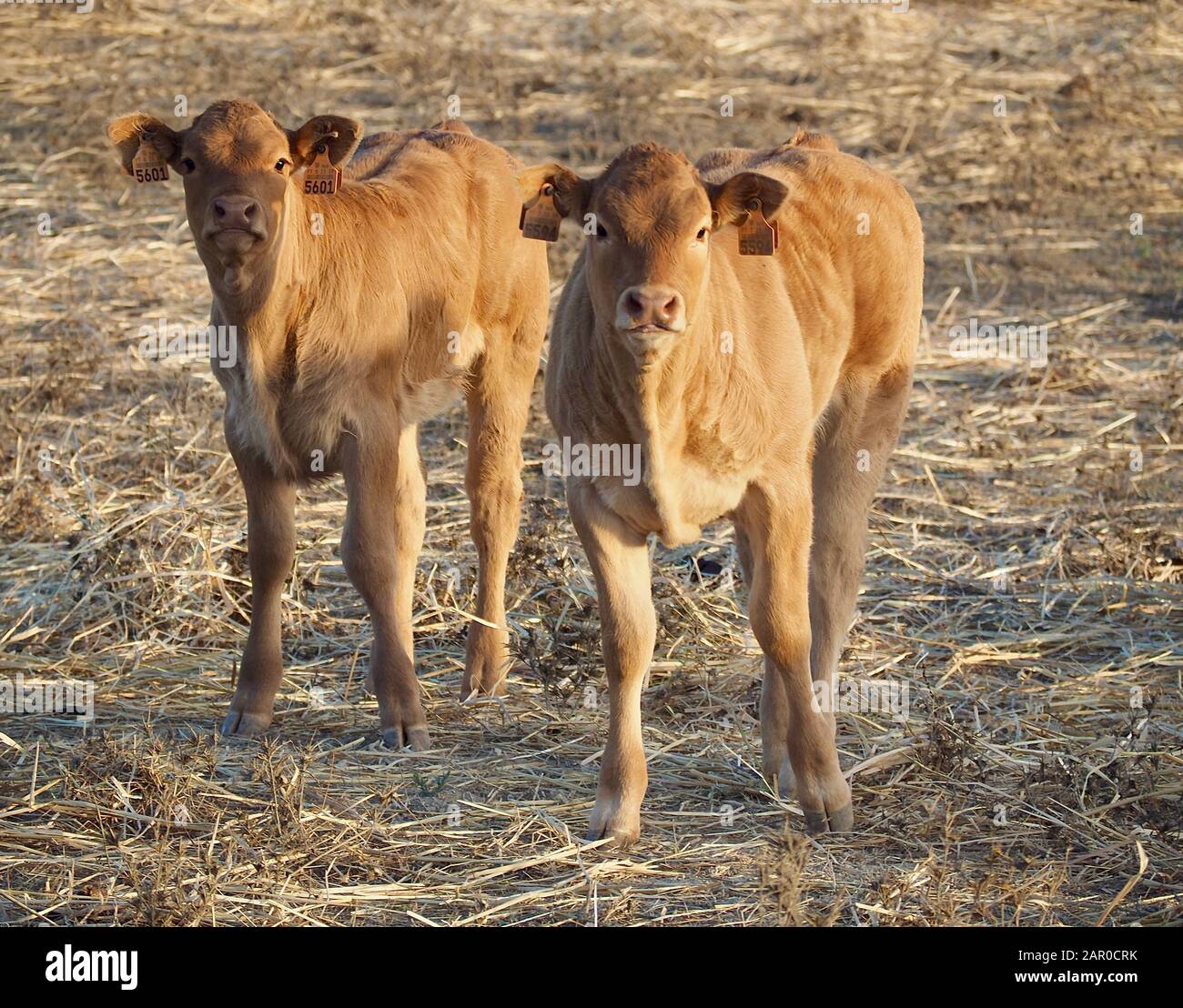 Cattle - cute newborn cow calves on a field Stock Photo - Alamy