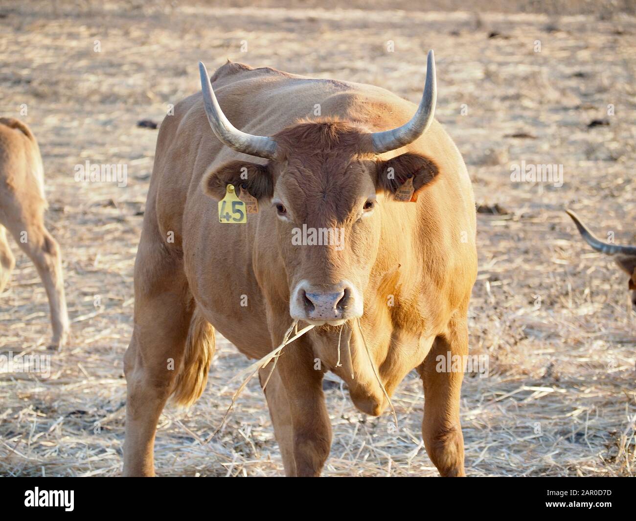 Cattle - single brown cow on a field Stock Photo - Alamy