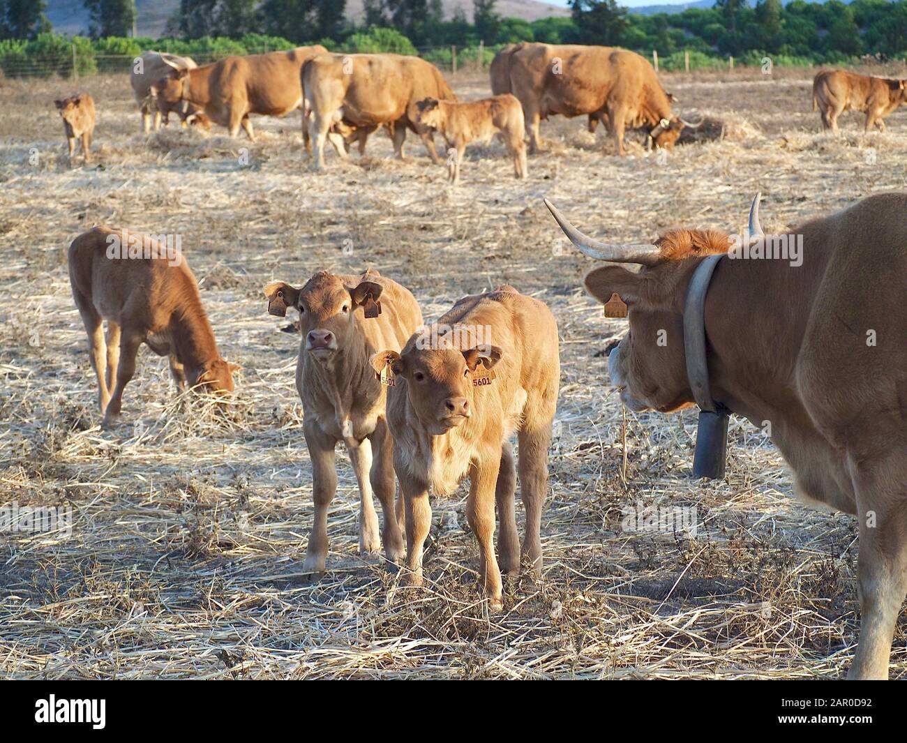Cattle - Brown cows with calves on a field Stock Photo - Alamy