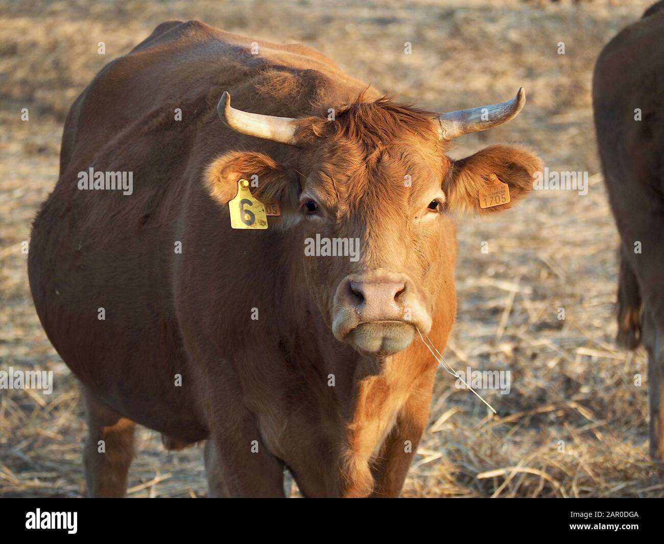 Happy funny single cow hi-res stock photography and images - Alamy