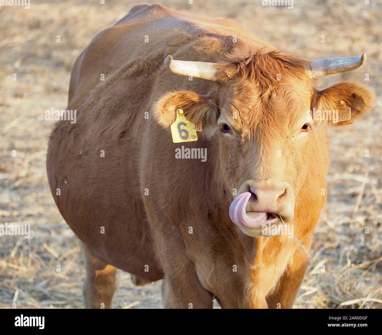 Cattle with cow bells hi-res stock photography and images - Alamy