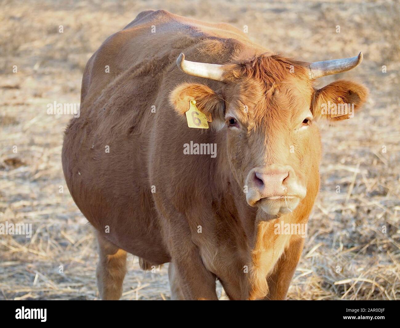 Cattle - single brown cow on a field Stock Photo - Alamy