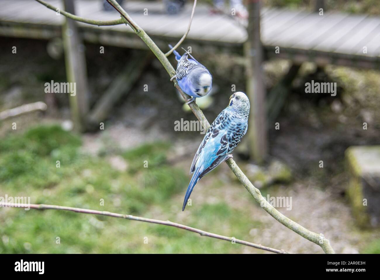 singing parakeets sit on branch Stock Photo - Alamy