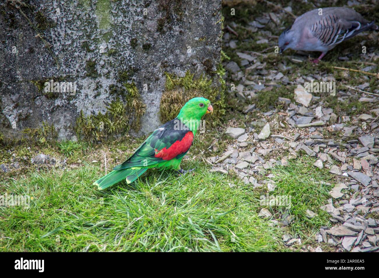 Nymph parakeet hi-res stock photography and images - Alamy