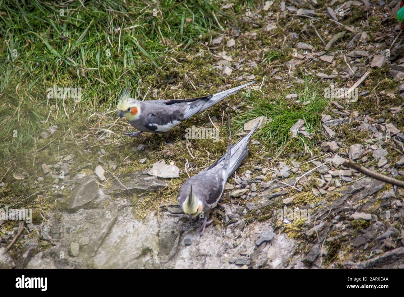singing parakeets sit on branch Stock Photo - Alamy