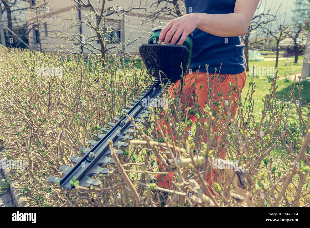 Female gardener trimming green bush fence with electric hedge clippers ...