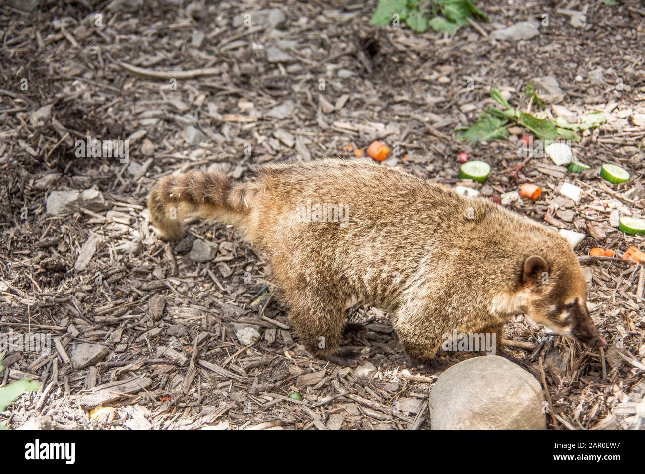 Coati searches for edible Stock Photo - Alamy