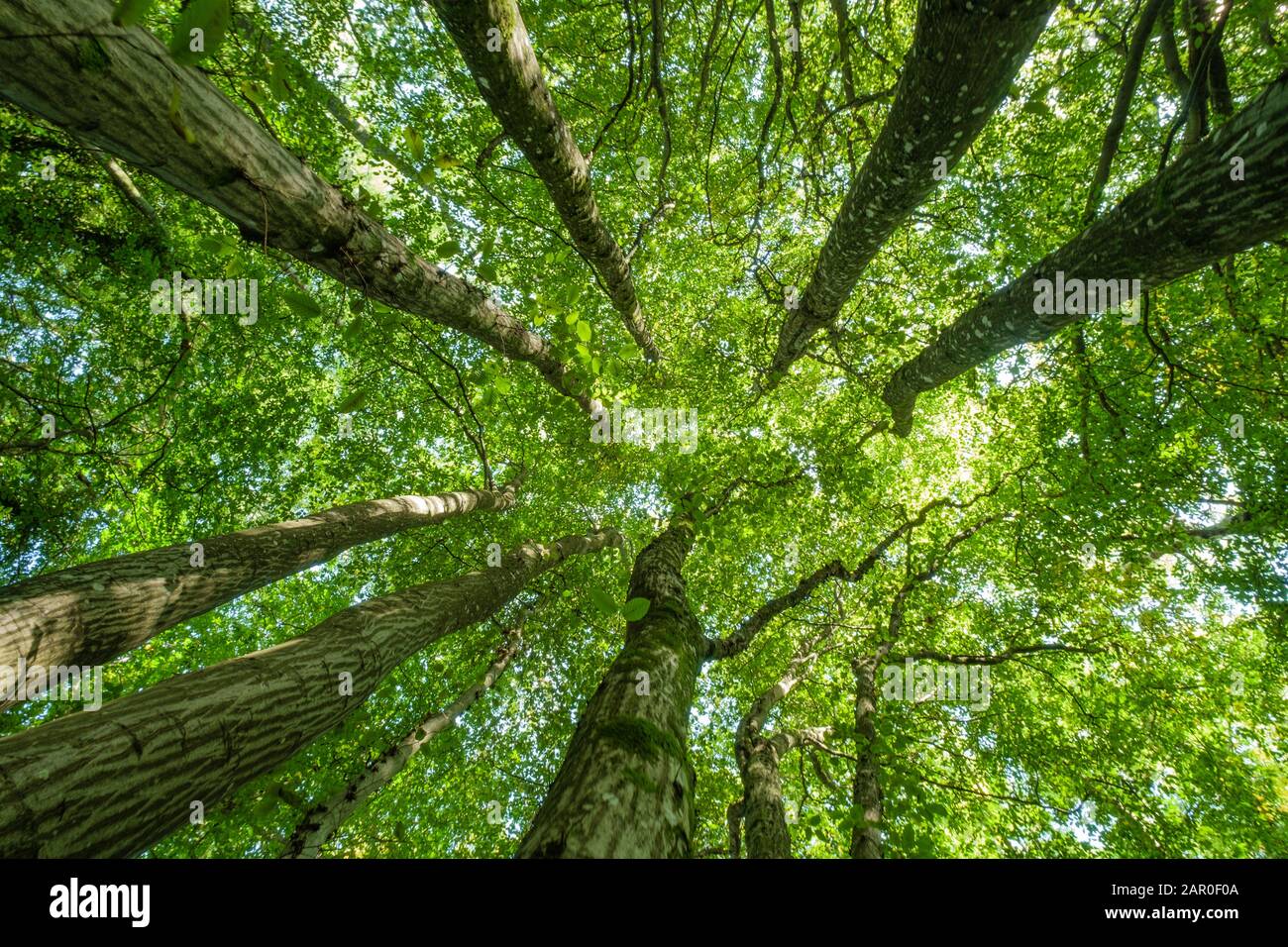 Sky view through the leafy green canopy of woodland trees on a sunny ...