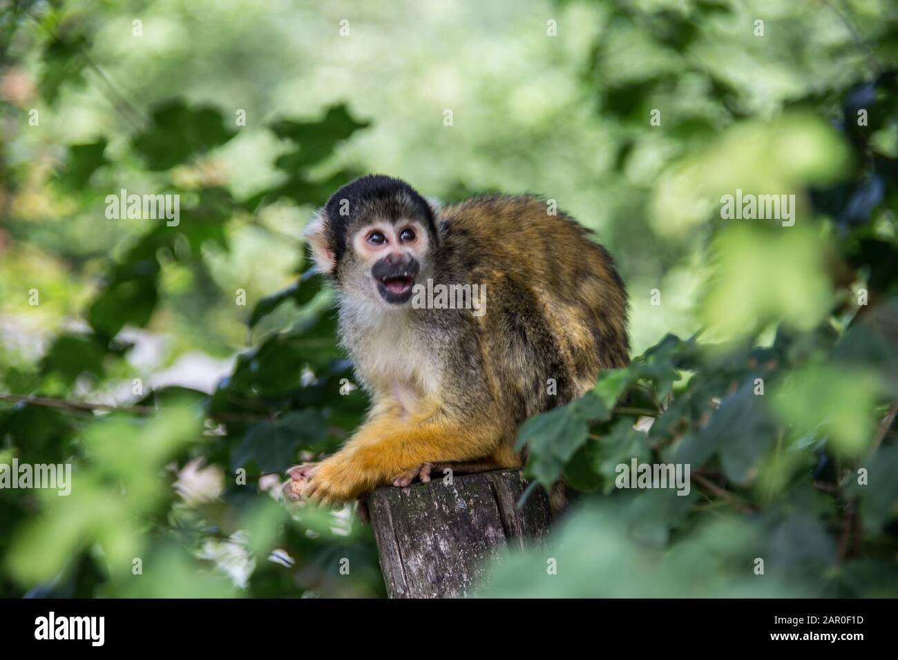 Squirrel monkey climbing in the tree Stock Photo - Alamy